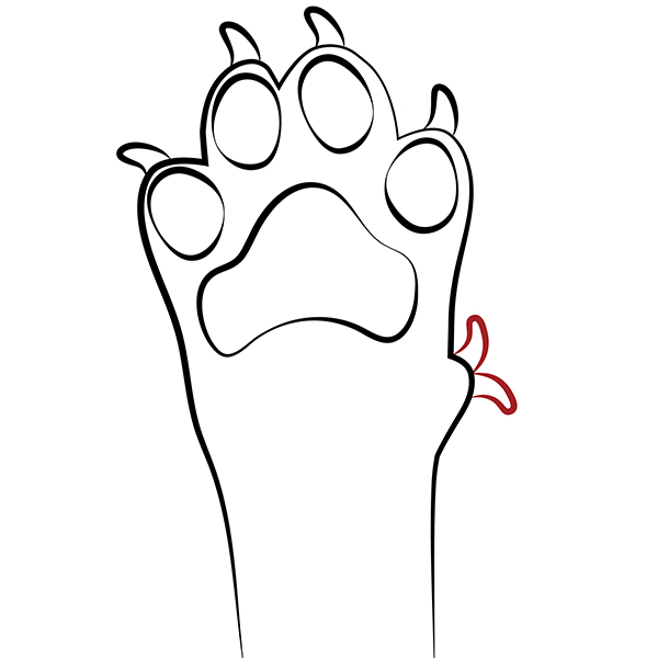 Paw Anatomy | Harlequin Dog Grooming